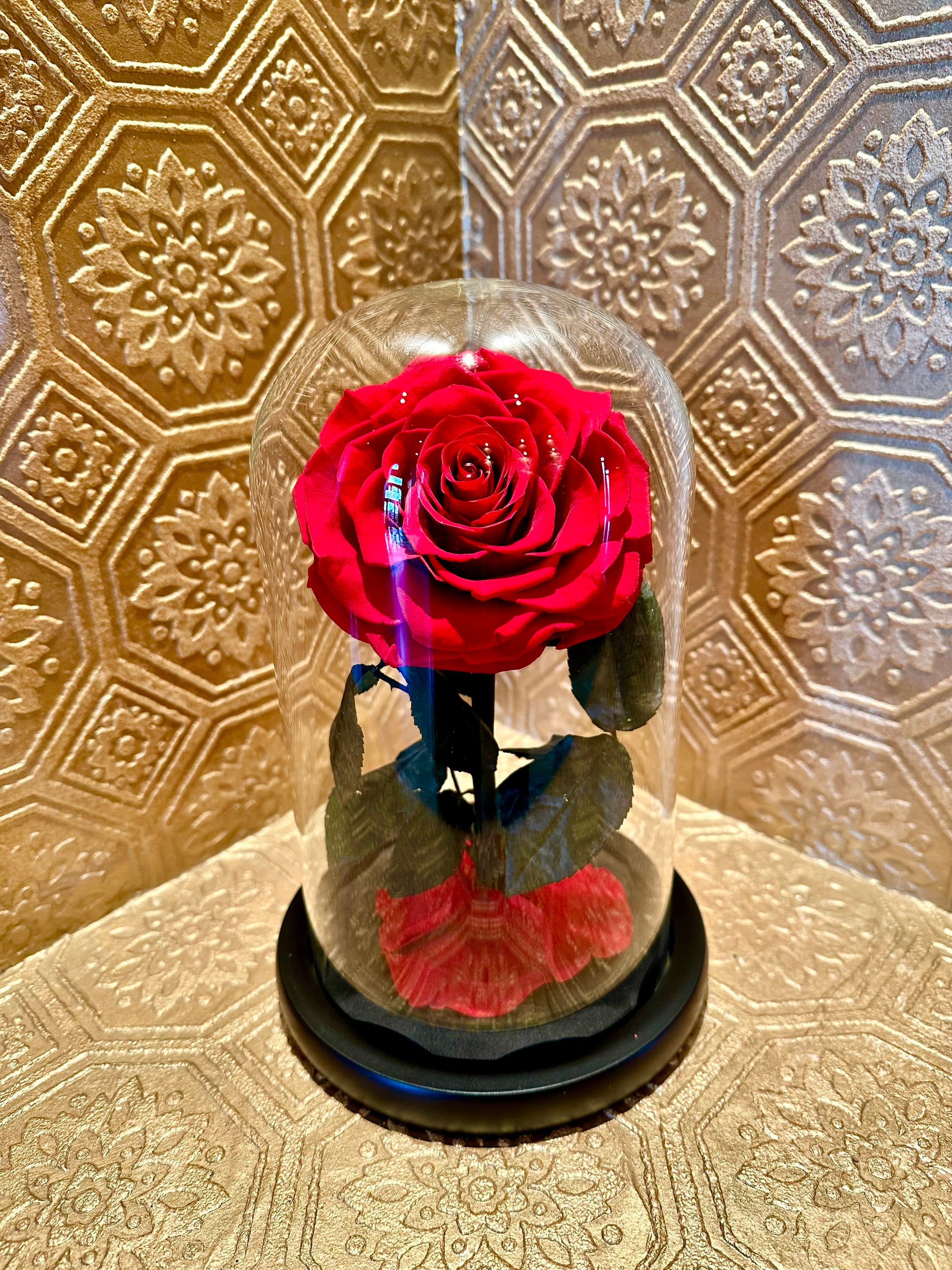 Belle – MinaBella Roses