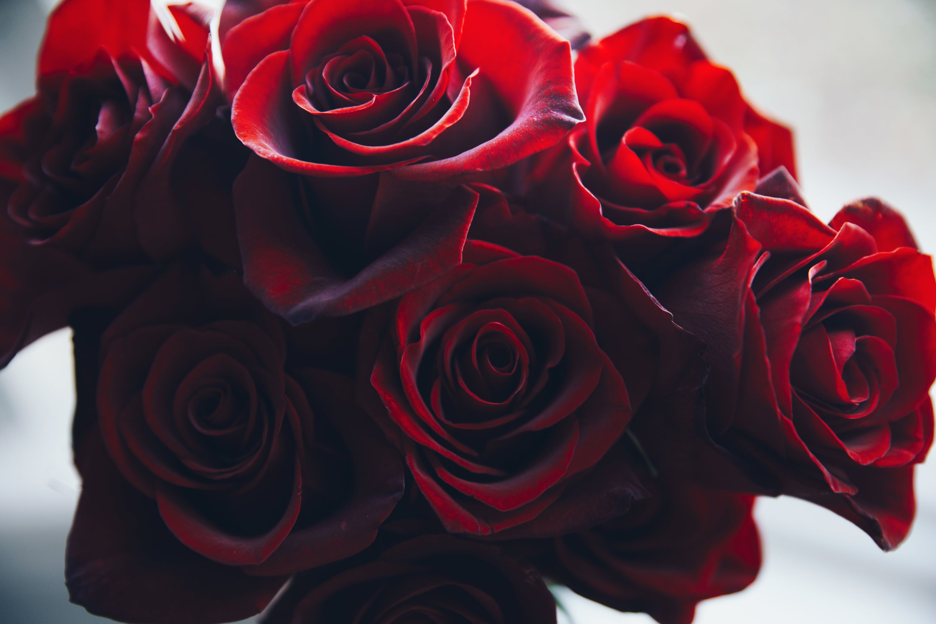MinaBella Roses