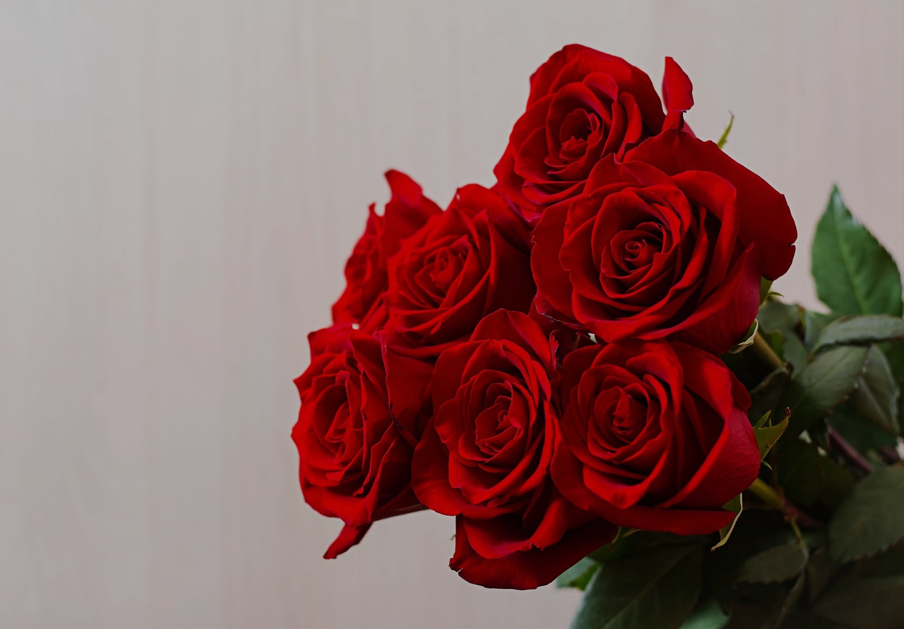 MinaBella Roses
