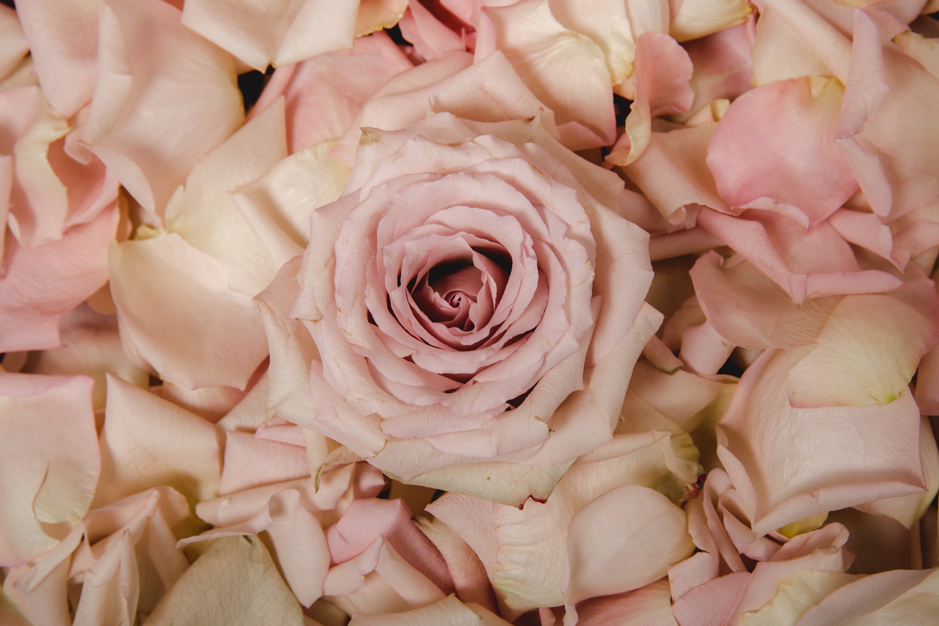 MinaBella Roses